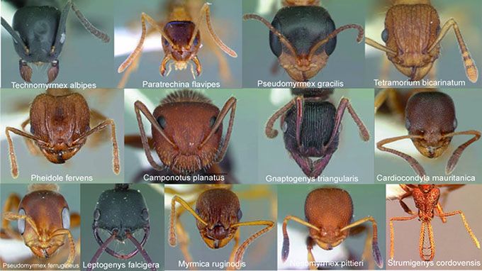 Astonishing Random Facts About Ants | LifeDaily