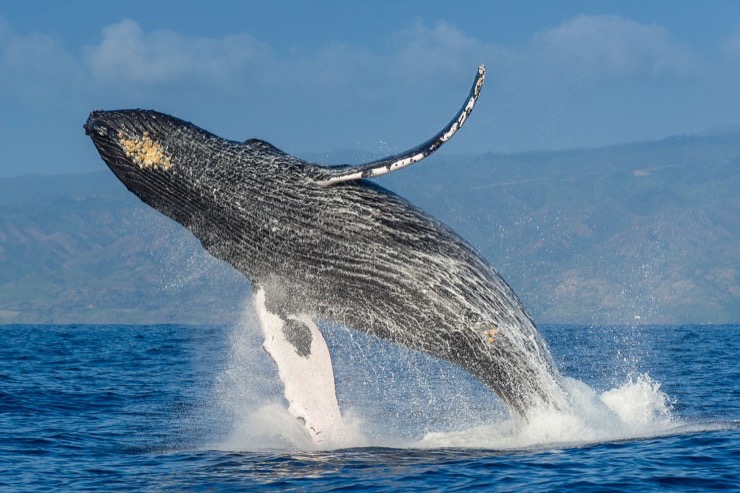 Prehistoric Whale Fossil