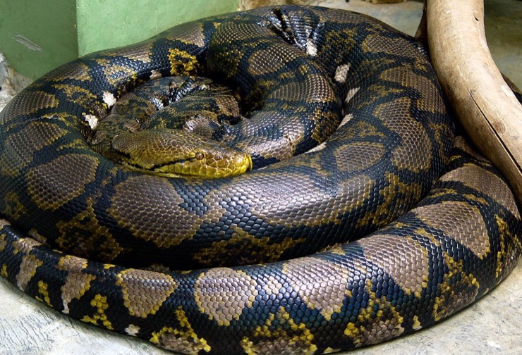 Indonesian Grandma’s Gardening Disappearance Ends In Gruesome ...